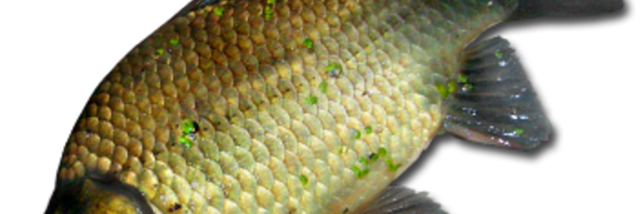 Золотий карась. Спосіб життя і методи лову. - Rivnefish